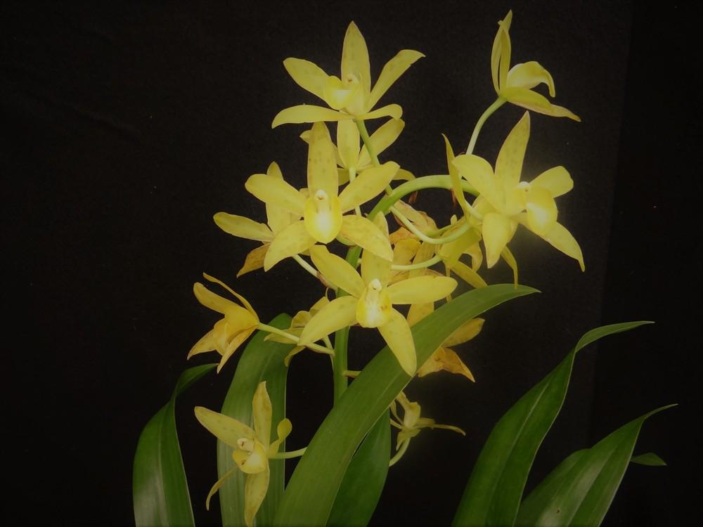 Photo of the bloom of Orchid (Grammatocymbidium Memoria Nathan Newman ...