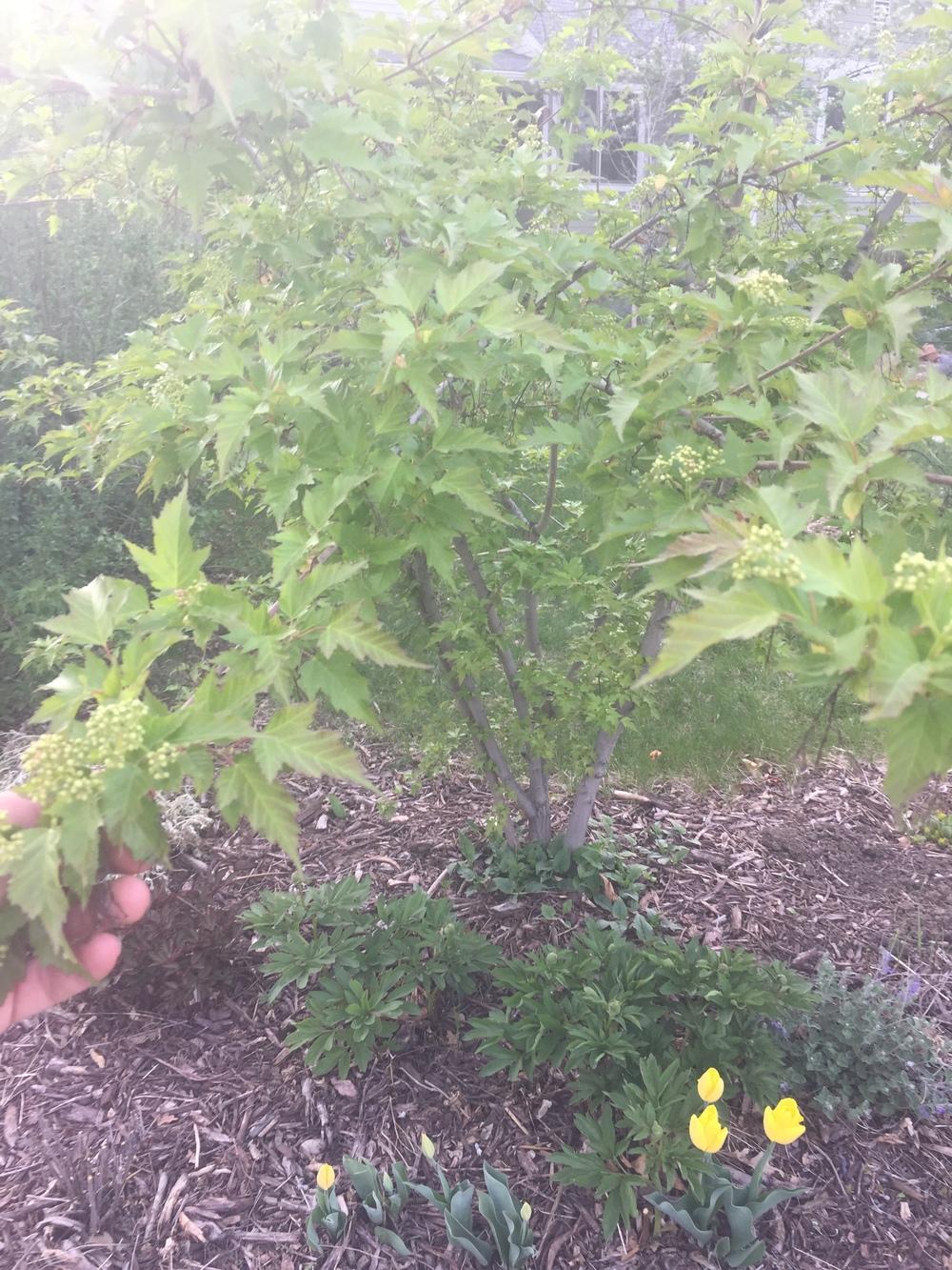 any idea what these lovely blooming trees/shurbs are? in the Plant ID ...