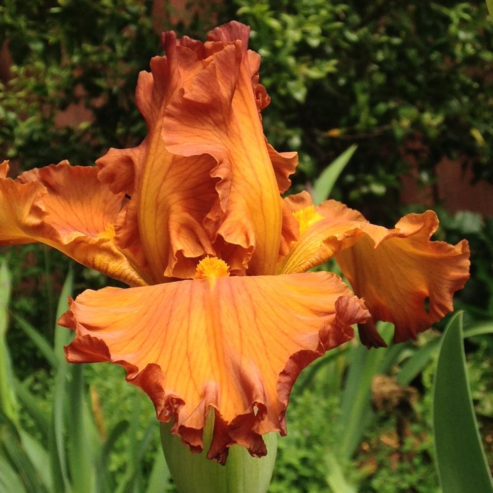 Photo of the bloom of Tall Bearded Iris (Iris 'Golden Panther') posted ...
