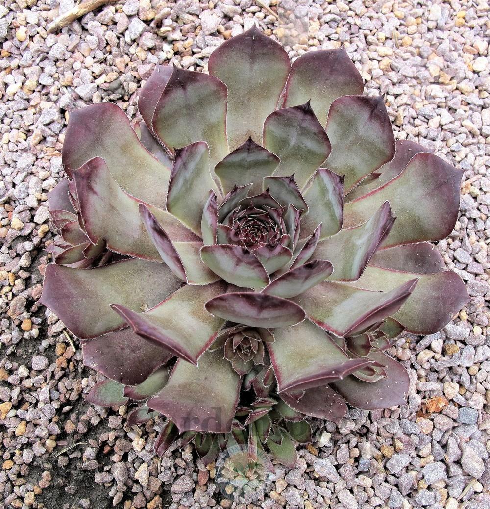 Photo of the leaves of Hen and chicks (Sempervivum 'Sandi Lu') posted ...