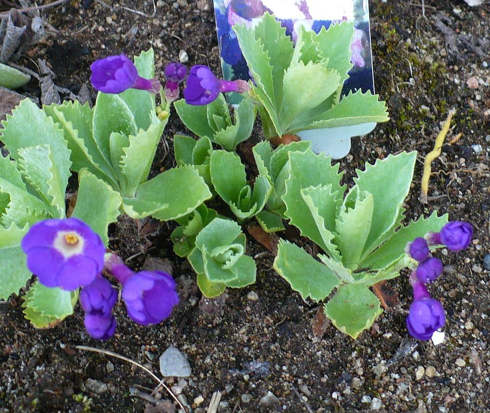 Primrose (Primula marginata 'Mauve Mist') in the Primroses Database ...