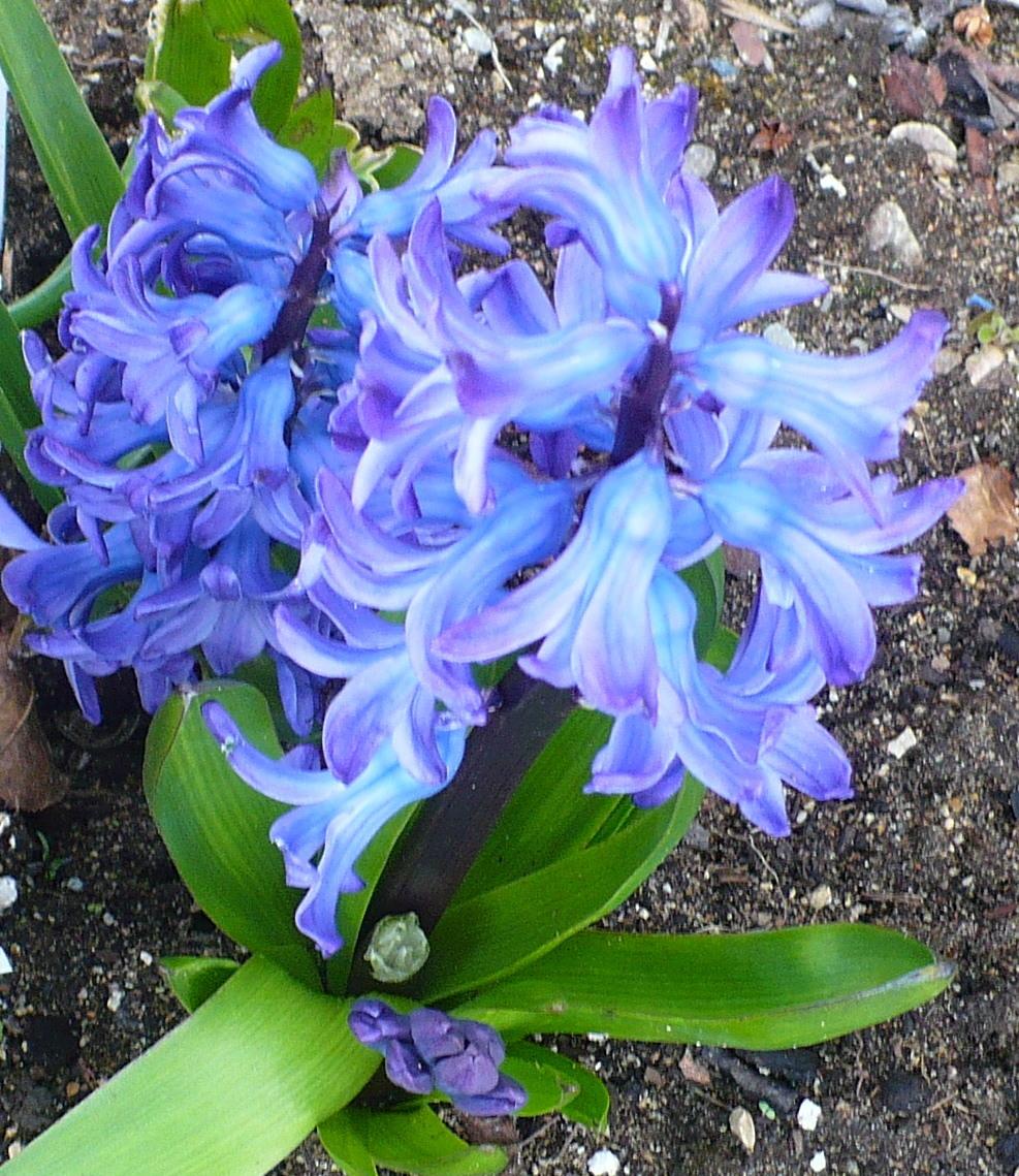 Photo of the bloom of Dutch Hyacinth (Hyacinthus orientalis 'Delft Blue') posted by HemNorth ...