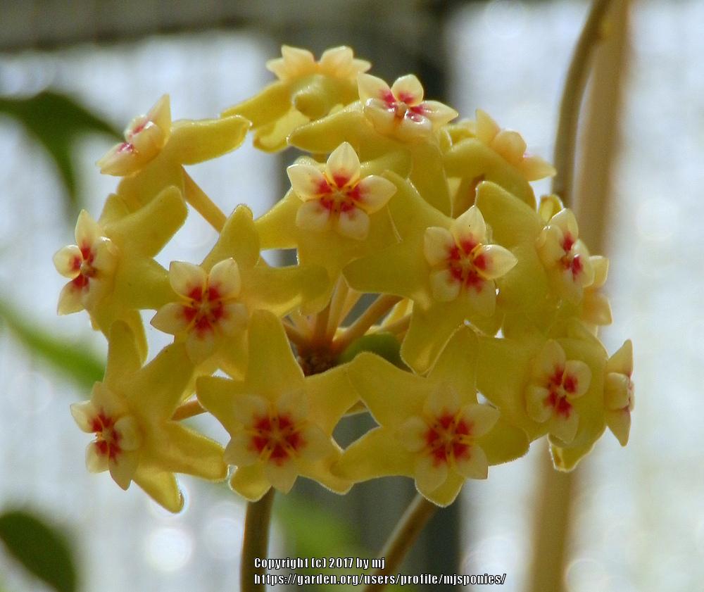 Show your Spring blooms in the Hoyas forum - Garden.org