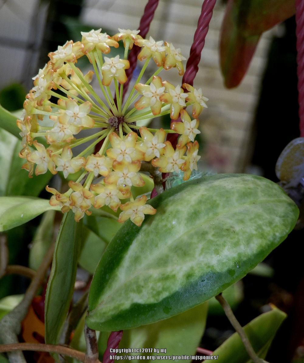 Show your Spring blooms in the Hoyas forum - Garden.org