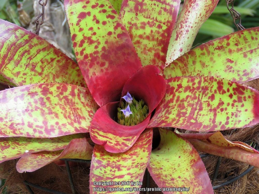 Photo of the entire plant of Bromeliad (Neoregelia 'Fire On Deck ...