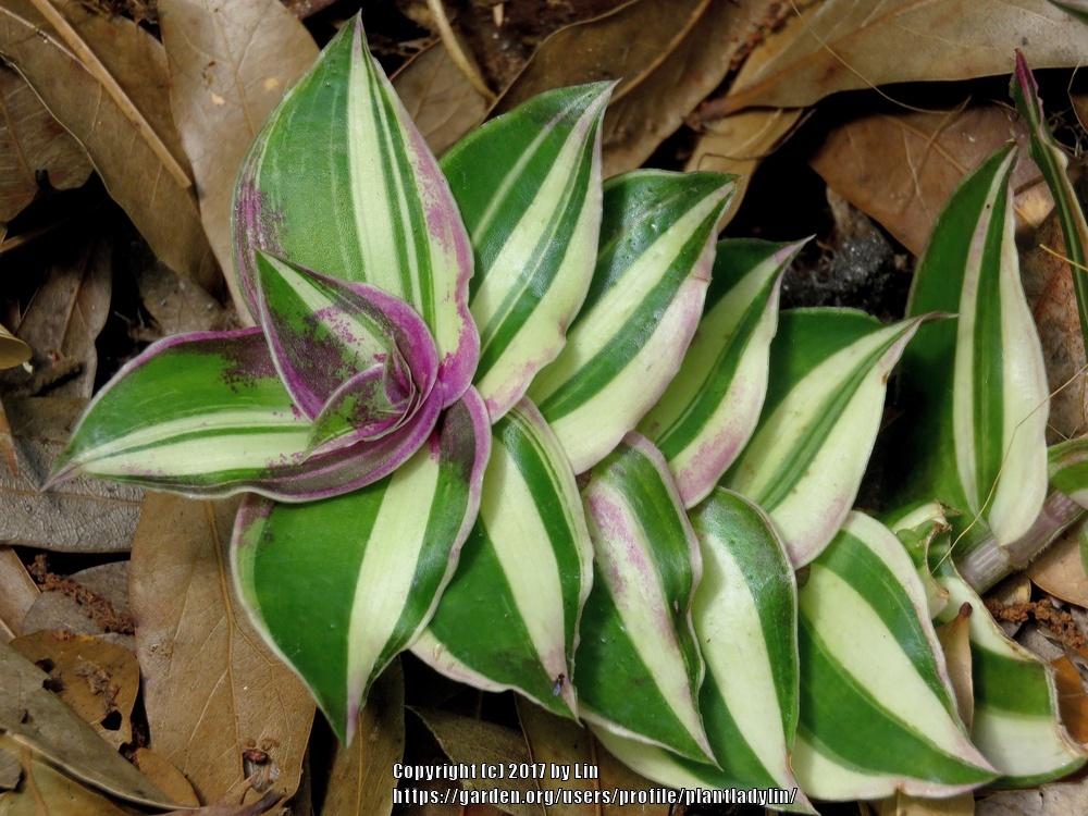 Photo of the leaves of Callisia posted by plantladylin - Garden.org