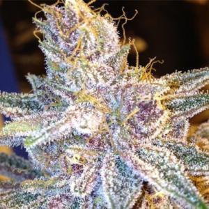 Marijuana (Cannabis 'Double Purple Doja') - Garden.org