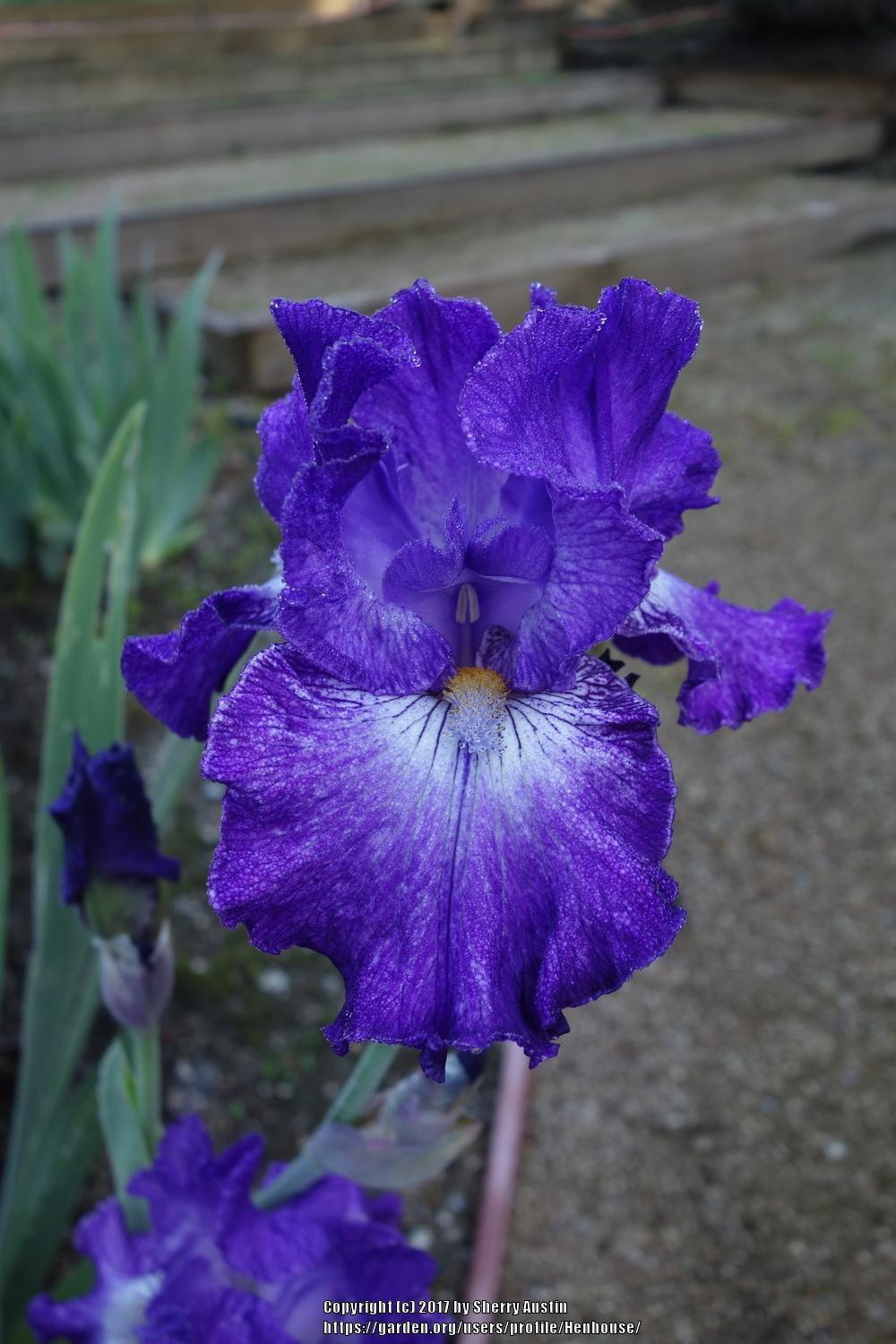 Tall Bearded Iris (Iris 'Light and Shadow') in the Irises Database ...