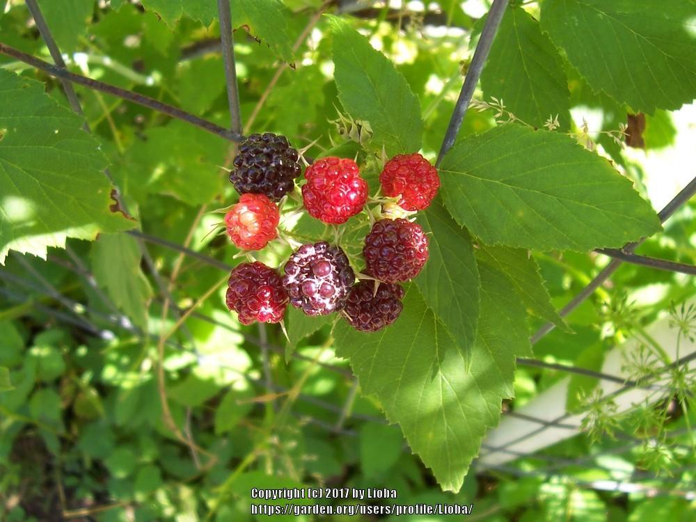 Photo of the fruit of Black Raspberry (Rubus occidentalis) posted by ...