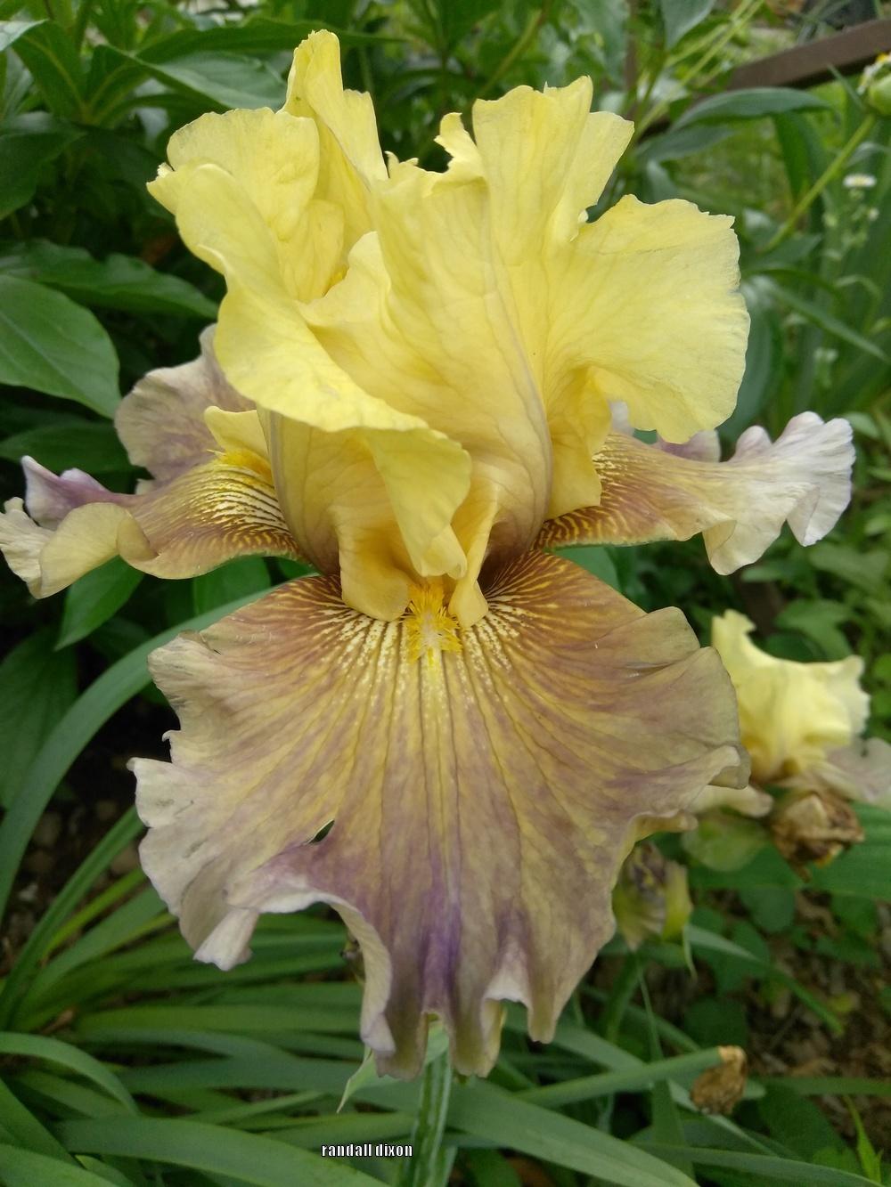 Tall Bearded Iris (Iris 'Misty Ridge') in the Irises Database - Garden.org
