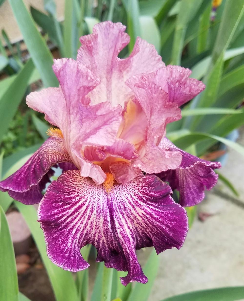 Tall Bearded Iris (Iris 'Cosmic Vision') in the Irises Database ...