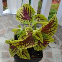 Photo of the entire plant of Coleus (Coleus scutellarioides ChargedUp ...