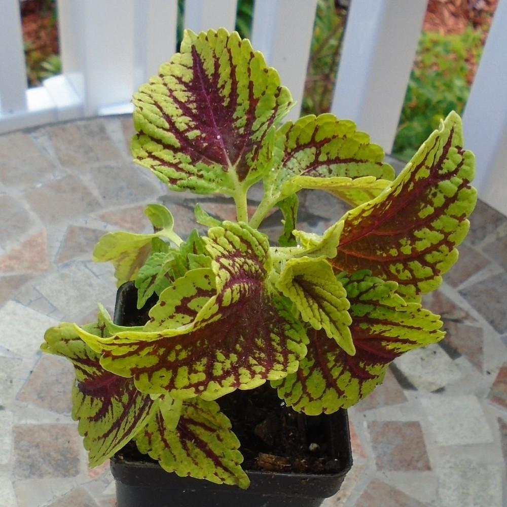 Photo of the entire plant of Coleus (Coleus scutellarioides Coleosaurus ...