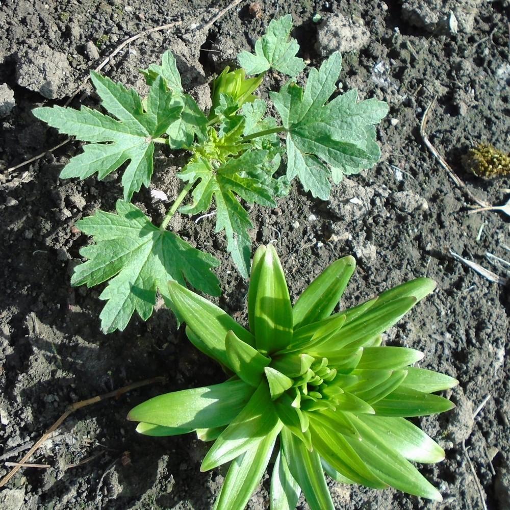 Mystery with a taproot in the Plant ID forum - Garden.org