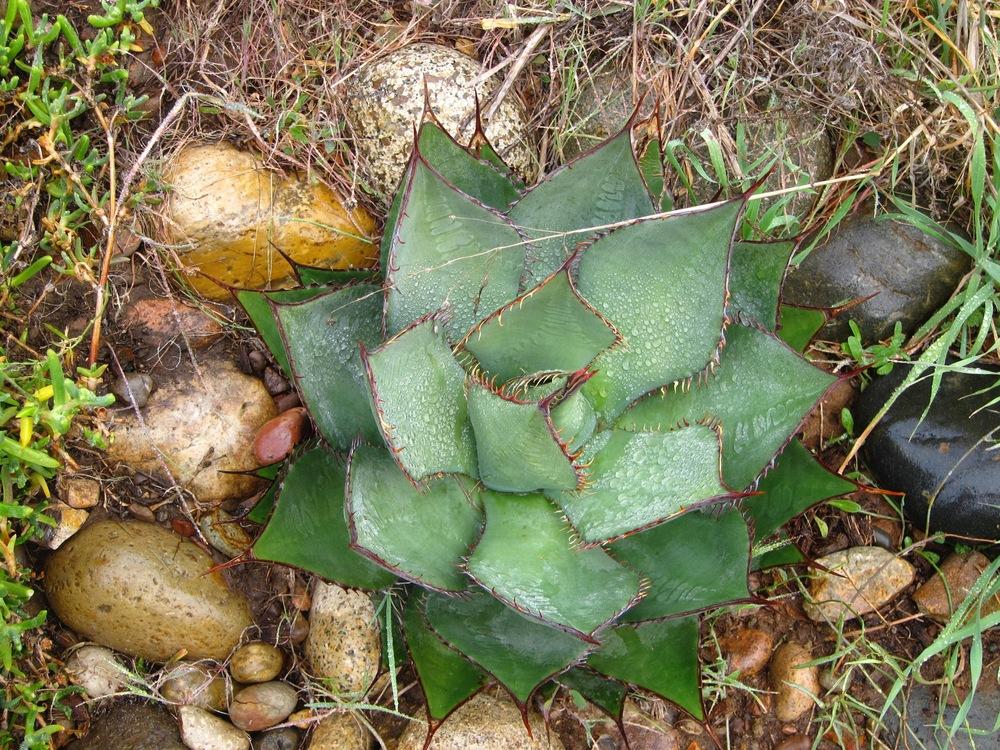 Photo of the entire plant of Shaw's Agave (Agave shawii) posted by Baja ...