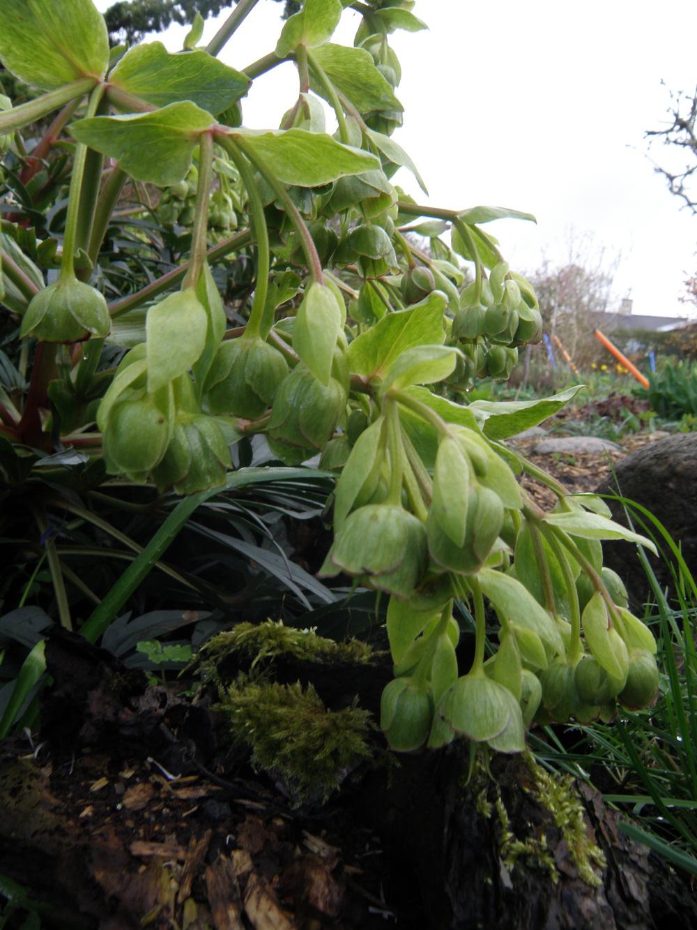 Photo of the bloom of Hellebore (Helleborus foetidus 'Wester Flisk ...