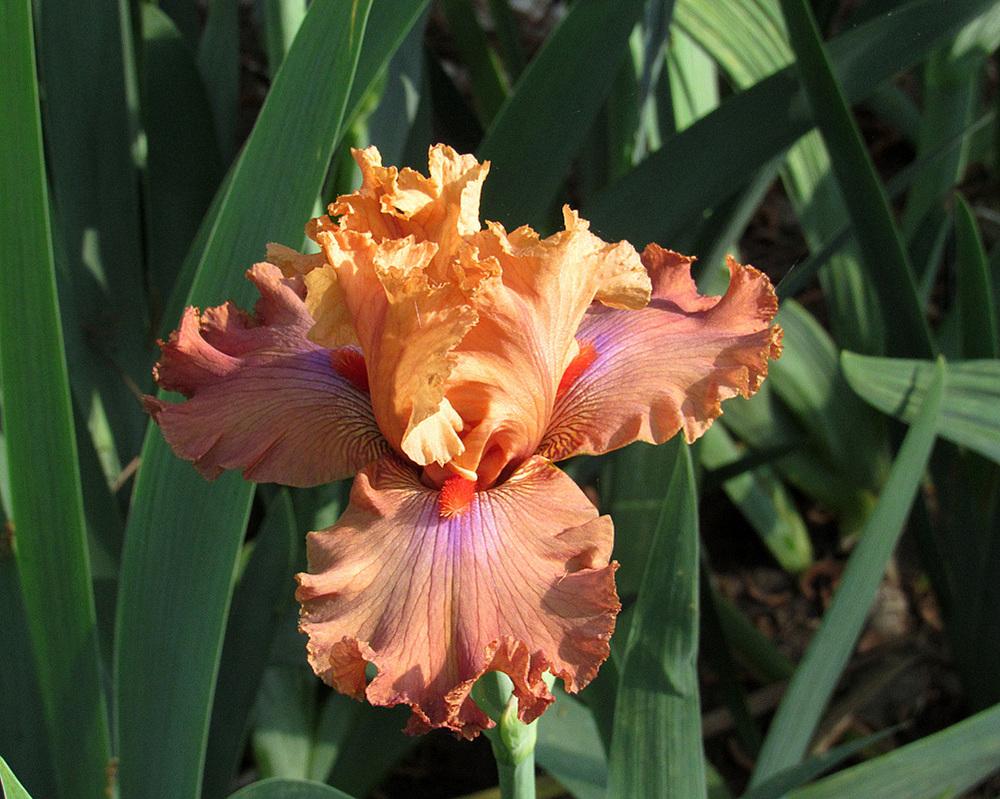Tall Bearded Iris (Iris 'Candy Colours') in the Irises Database ...