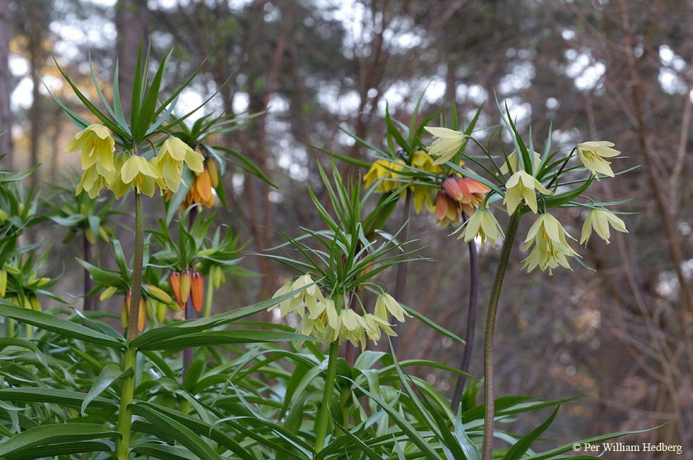 Fritillary (Fritillaria raddeana) in the Fritillarias Database - Garden.org