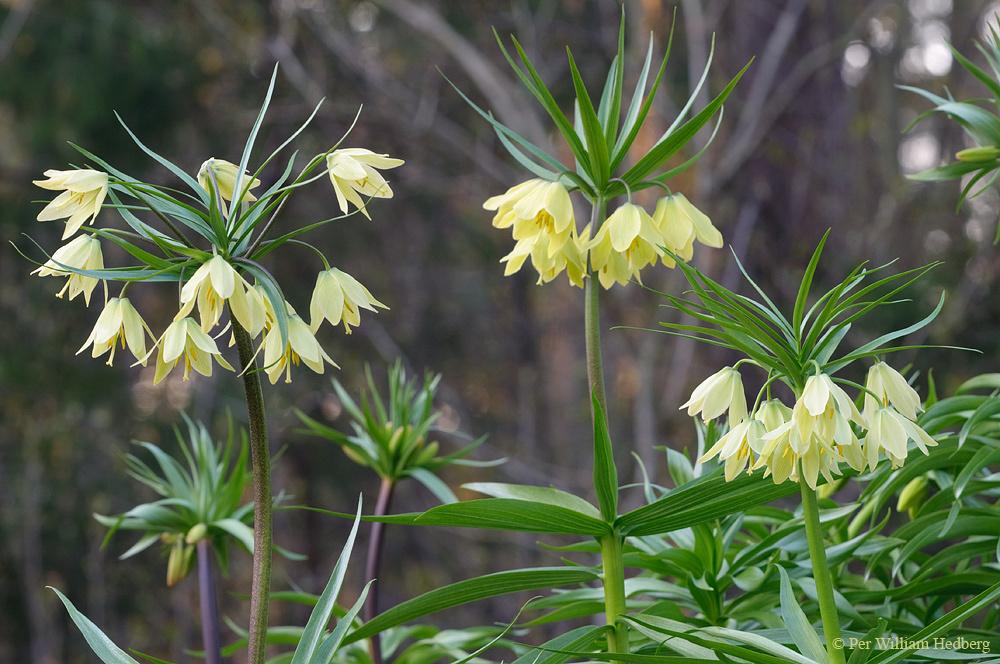 Photo of the entire plant of Fritillary (Fritillaria raddeana) posted ...