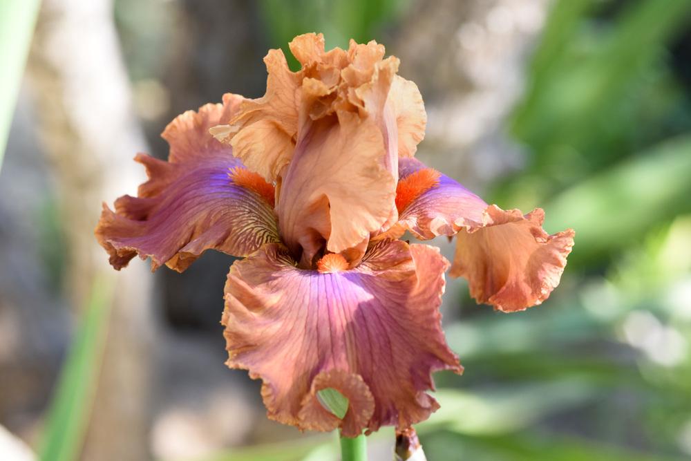 Photo of the bloom of Tall Bearded Iris (Iris 'Candy Colours') posted ...