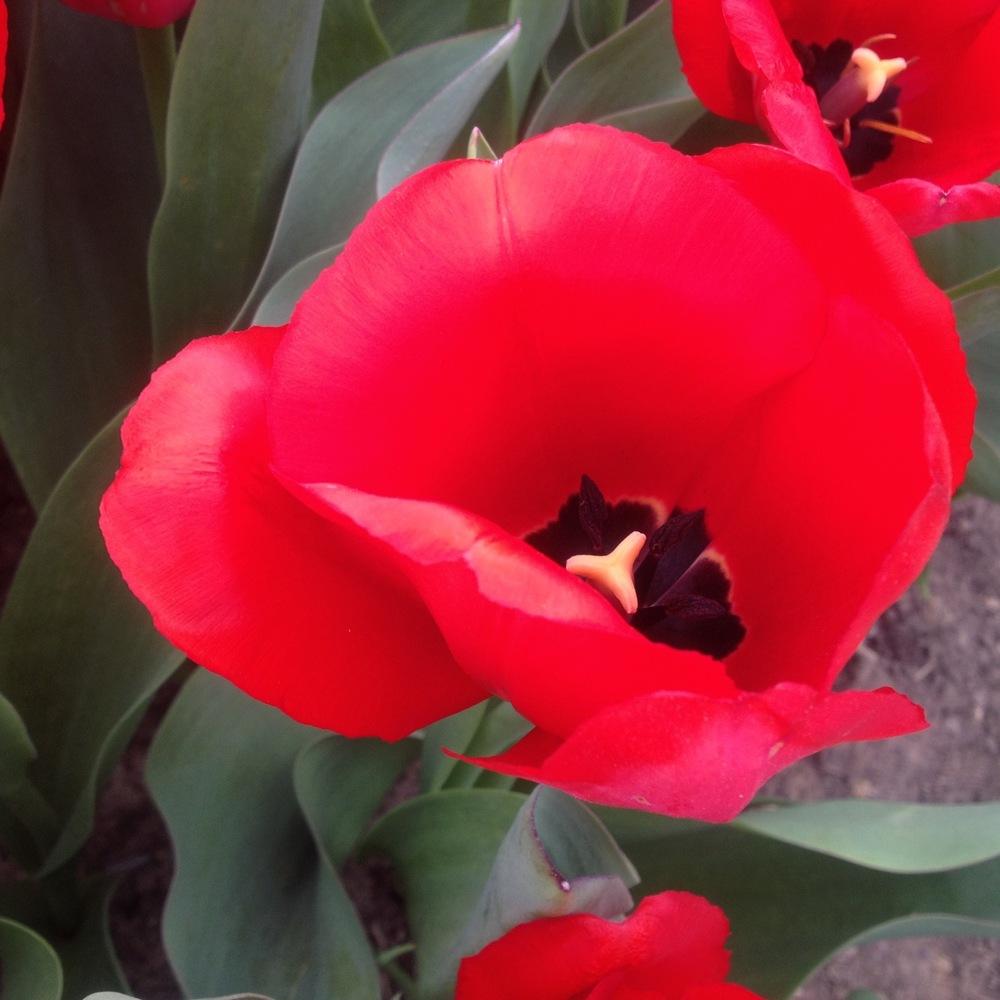 Tulip (Tulipa 'Big Red') in the Tulips Database - Garden.org