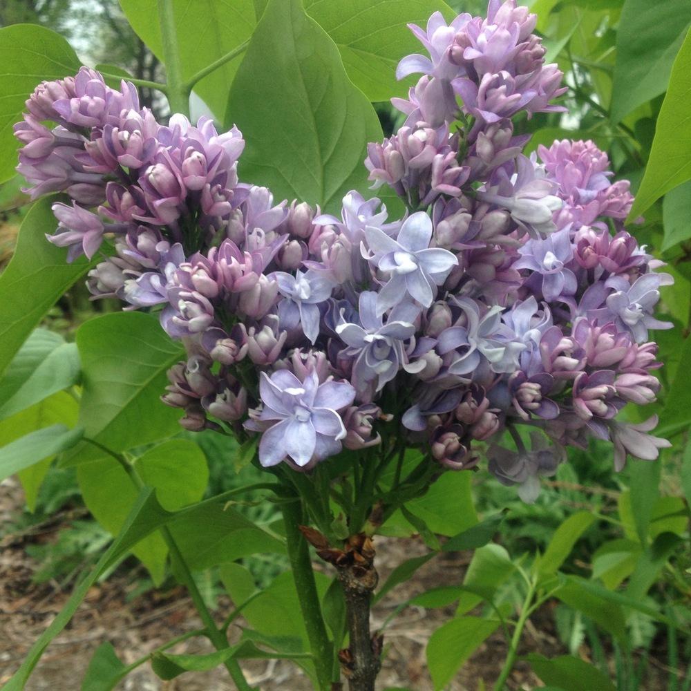 Photo of the bloom of Common Lilac (Syringa vulgaris 'Nadezhda') posted ...