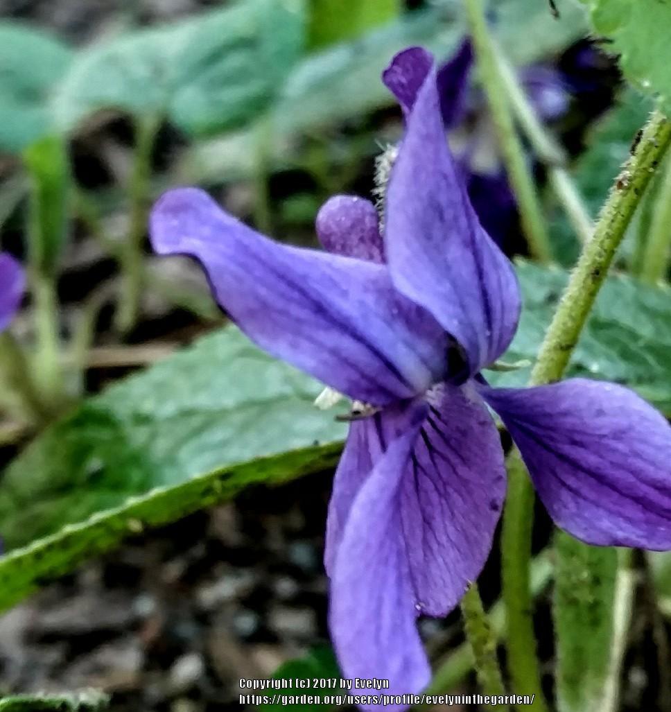 Sweet Violet (Viola odorata 'Royal Robe') in the Violas Database ...