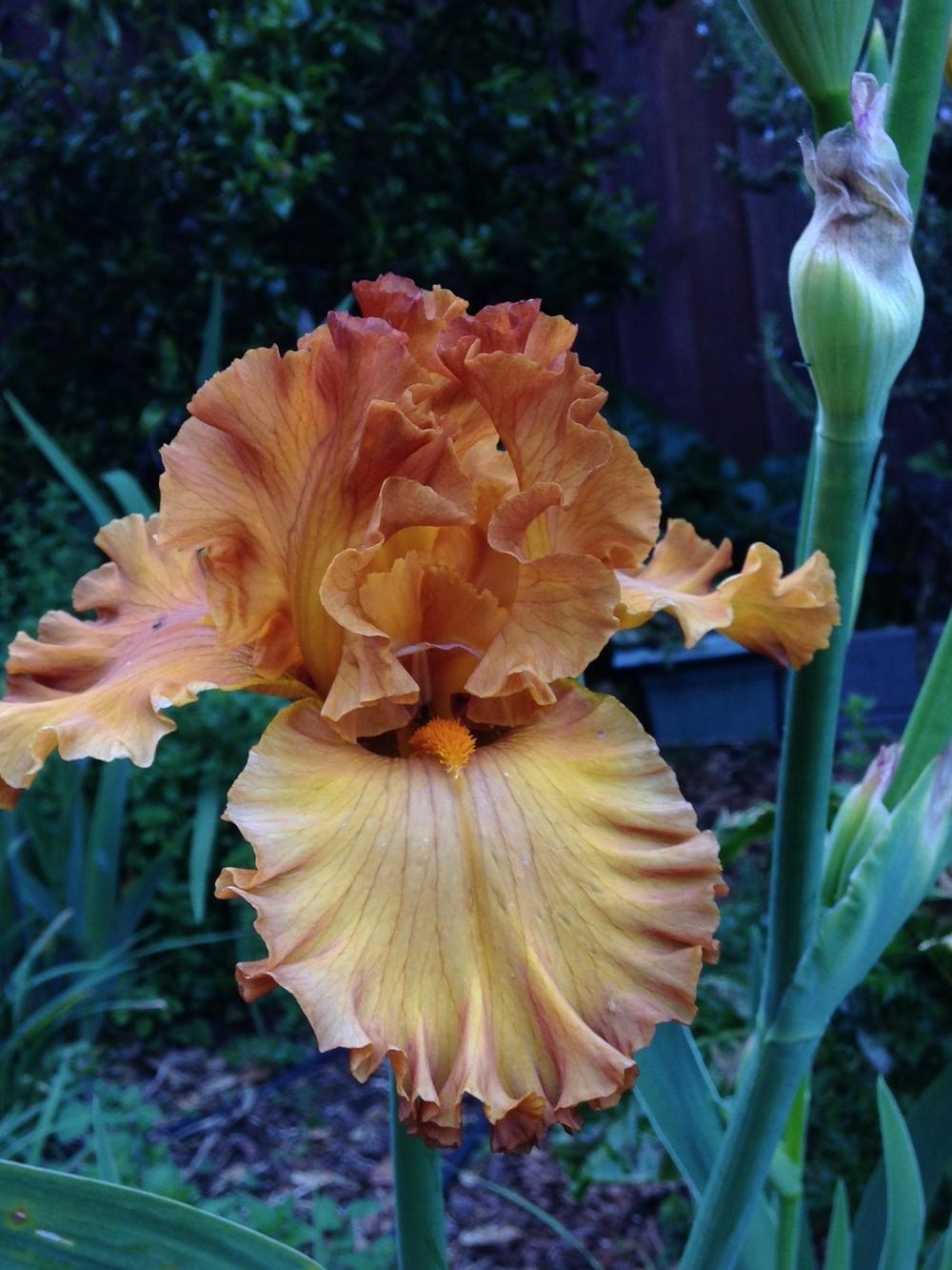 Photo of the bloom of Tall Bearded Iris (Iris 'Golden Panther') posted ...