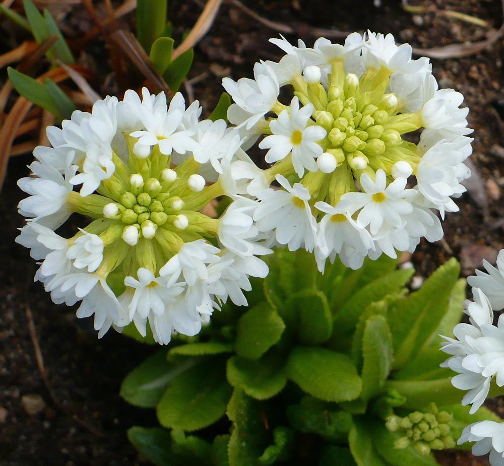 Primroses: Plant Care and Collection of Varieties - Garden.org