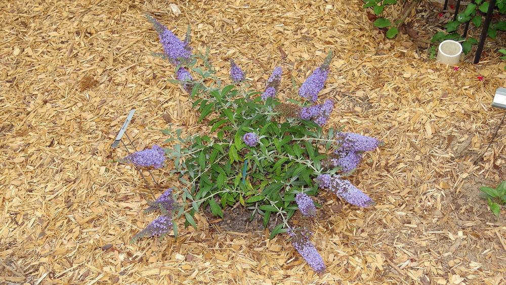 Photo of the entire plant of Butterfly Bush (Buddleja Buzz™ Sky Blue ...