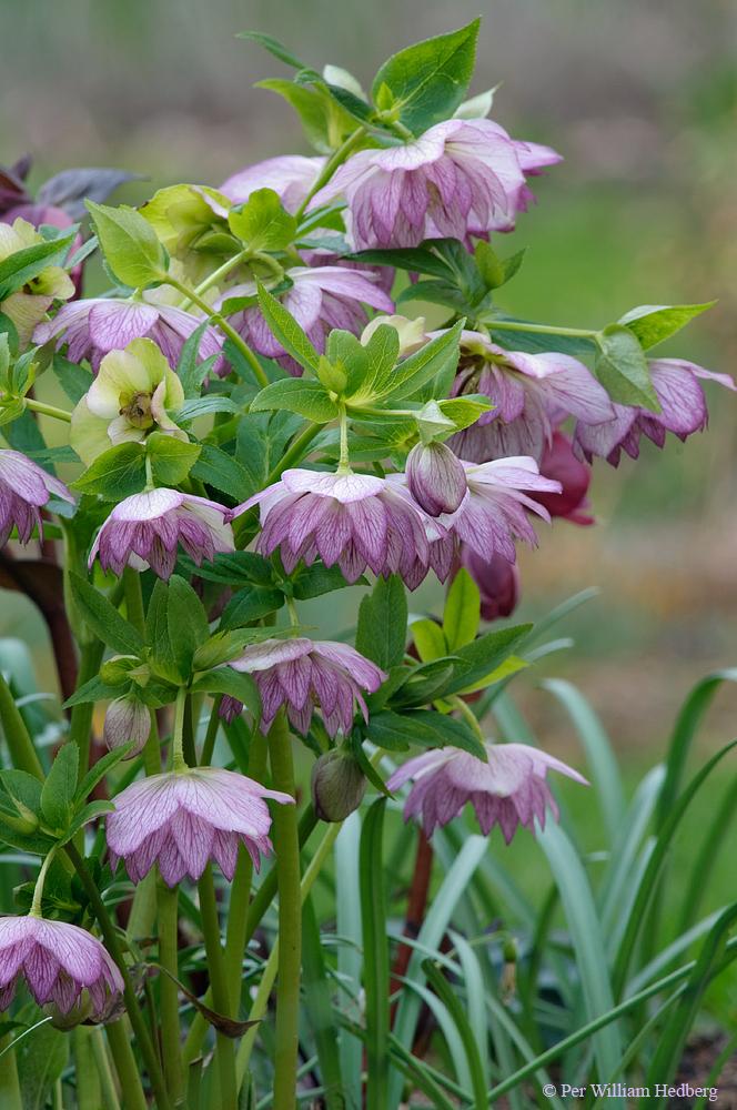 Hellebore (Helleborus orientalis Spring Promise® Lily) in the ...