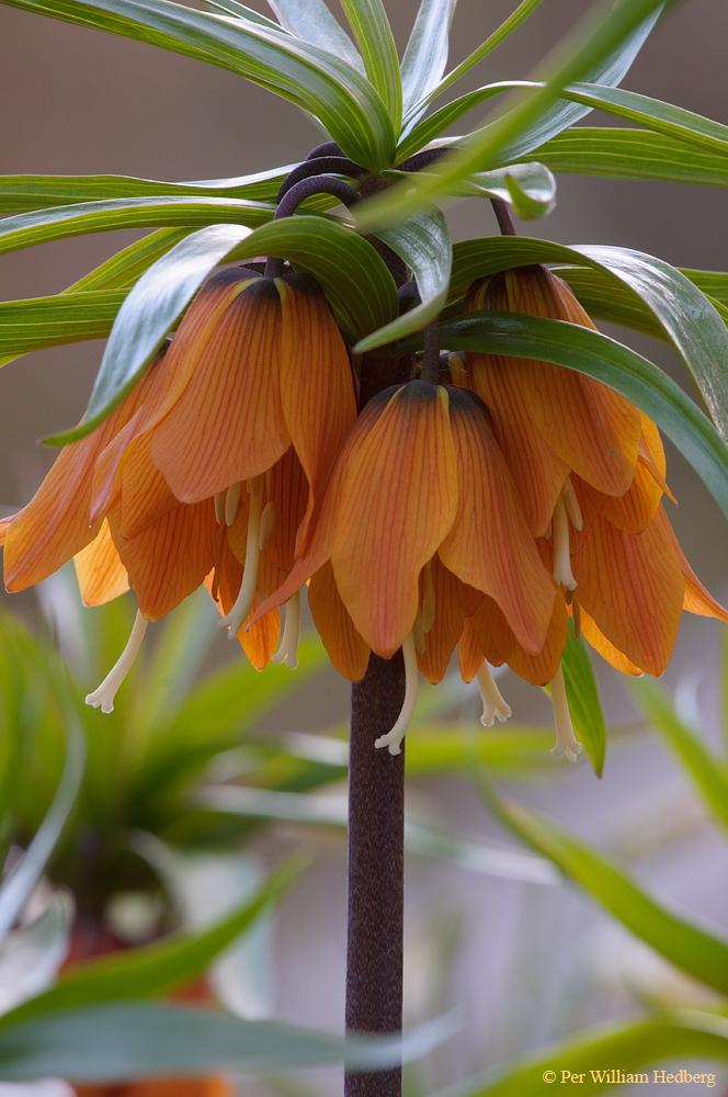 Fritillary (Fritillaria 'Early Dream') in the Fritillarias Database ...