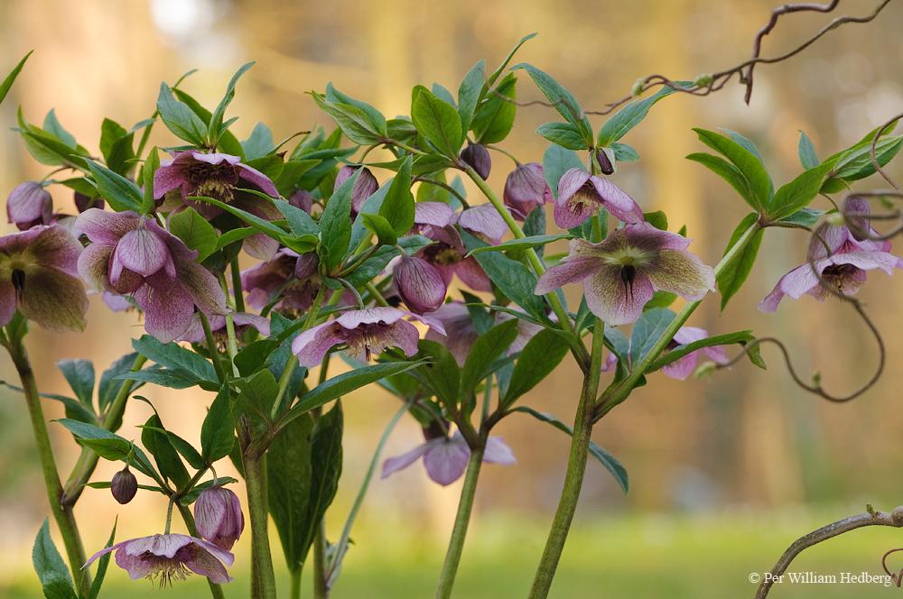 Photo of the entire plant of Hellebore (Helleborus Frostkiss™ Tutu ...