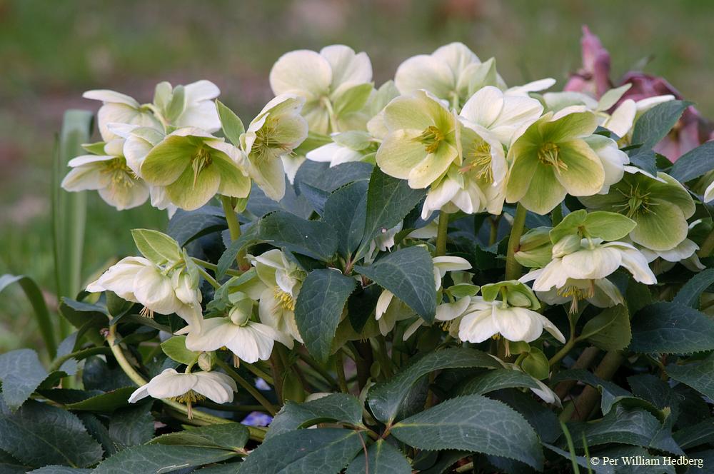 Hellebore (Helleborus 'White Beauty') in the Hellebores Database ...