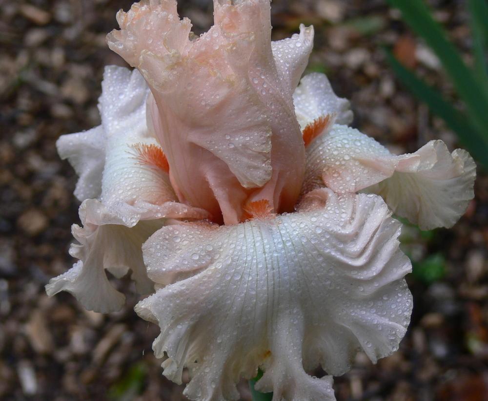 Photo of the bloom of Tall Bearded Iris (Iris 'Picture Book') posted by ...