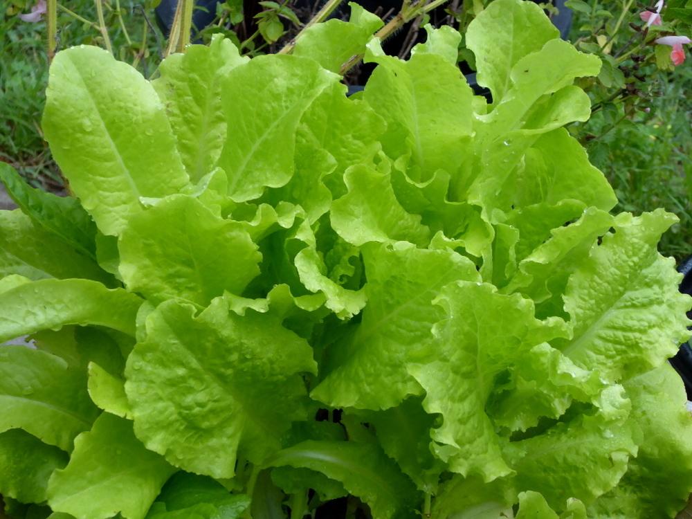 Lettuces: Plant Care and Collection of Varieties - Garden.org