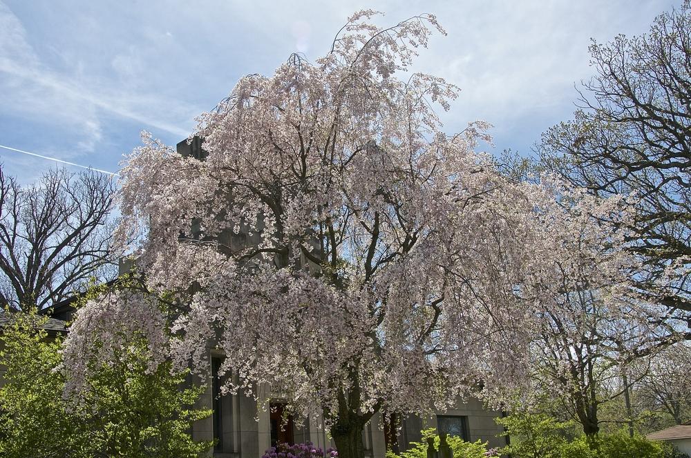 Photo of the entire plant of Weeping Higan Cherry (Prunus subhirtella 'Pendula Rosea') posted by ...