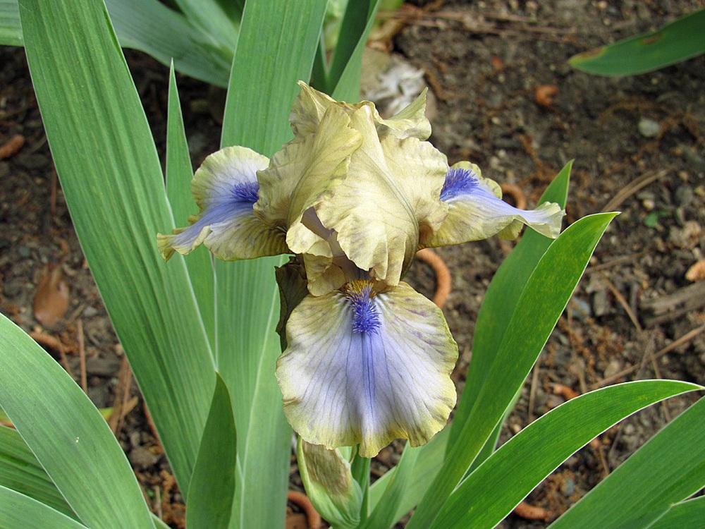 Intermediate Bearded Iris (Iris 'Kermit') in the Irises Database ...