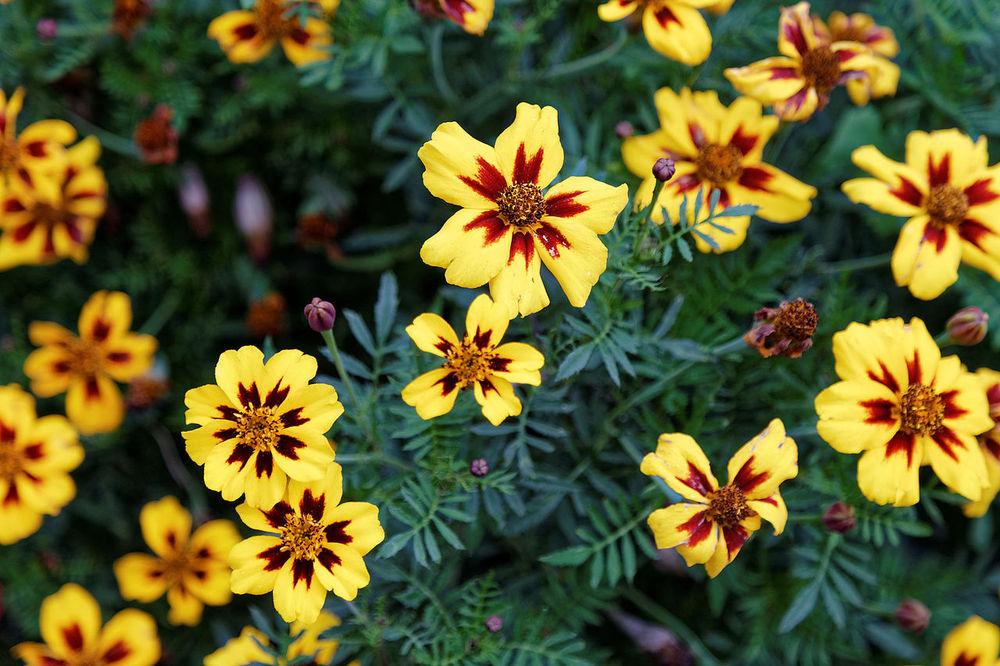 Marigold (Tagetes erecta 'Tall Scotch Prize') - Garden.org