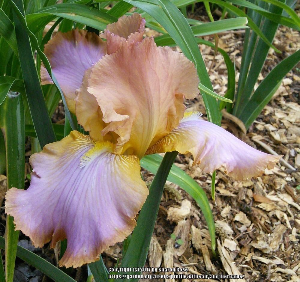 Photo of the bloom of Tall Bearded Iris (Iris 'Afternoon Delight ...