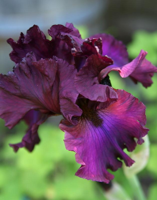 Photo of the bloom of Tall Bearded Iris (Iris 'Candy Apple Classic ...