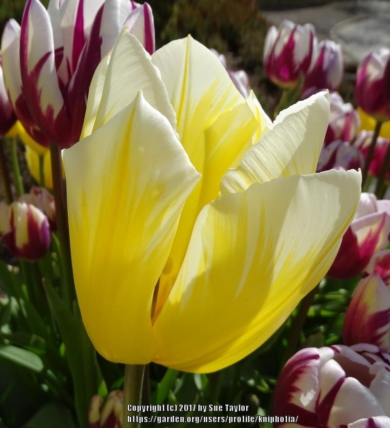 Photo of the bloom of Fosteriana Tulip (Tulipa 'Sweetheart') posted by ...