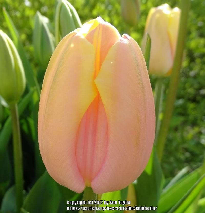 Photo of the bloom of Triumph Tulip (Tulipa 'Mango Charm') posted by kniphofia - Garden.org