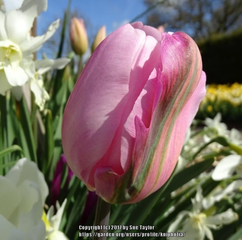 Triumph Tulip (Tulipa 'Rosalie') in the Tulips Database - Garden.org