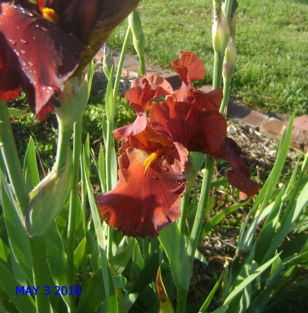 Iris identification in the Irises forum - Garden.org