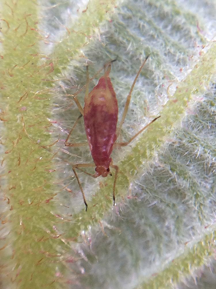 Apple and Pear tree pests and leaf disease in the Pests and Diseases ...