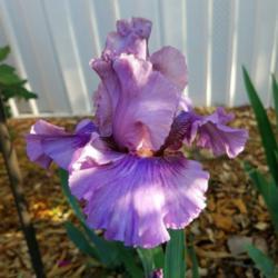 Tall Bearded Iris (Iris 'Ruby Haze') in the Irises Database - Garden.org