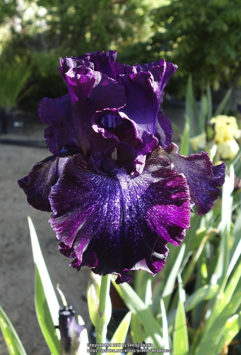 Photo of the bloom of Tall Bearded Iris (Iris 'Graffiti Art') posted by ...