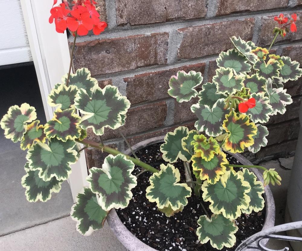 Photo of the entire plant of Zonal Geranium (Pelargonium x hortorum ...