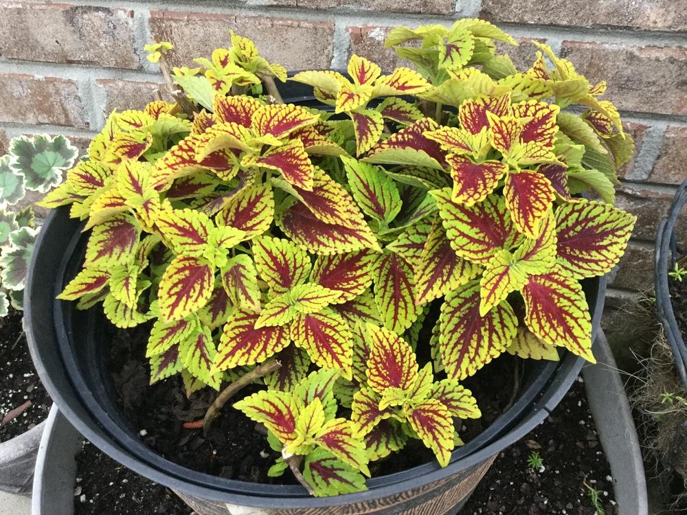 Photo of the emerging growth of Coleus (Coleus scutellarioides Coleosaurus) posted by scflowers ...